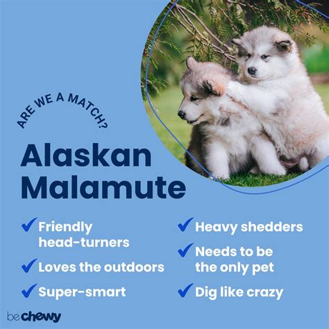 Alaskan Malamute Breed Characteristics Care And Photos Bechewy