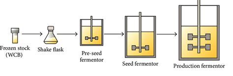 Flow Diagram For The Classical Fermentation Process The Number Of Seed