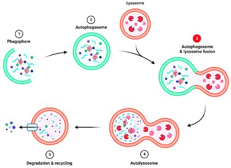 Summary Of Autophagy Process 1 Nucleation Of The Phagophore 2