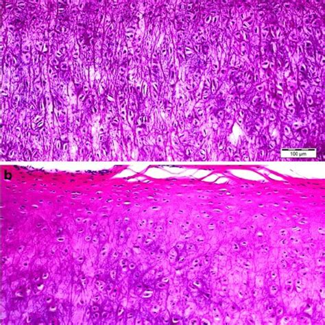 Histology Of Bovine Auricular Cartilage Haematoxylin And Eosin