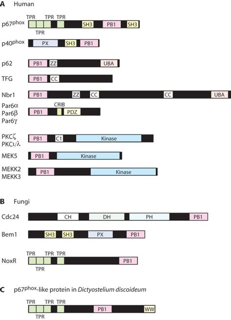 Structure And Function Of The Pb1 Domain A Protein Interaction Module