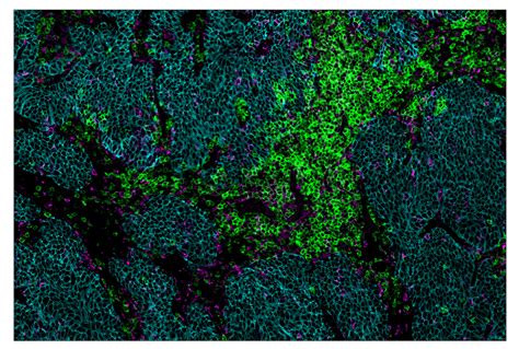 Mhc Class Ii Lgii 612 14 And Co 0105 594 Signalstar™ Oligo Antibody