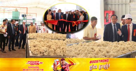 រោងចក្រកែច្នៃជ័រកៅស៊ូមួយកន្លែងនៅខេត្តកំពង់ធំ បើកសម្ពោធដាក់ឱ្យដំណើរការជាផ្លូវការហើយ