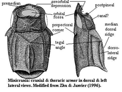 Anterior And Posterior Ventral Parts Of Bothriolepis Fossil Id The