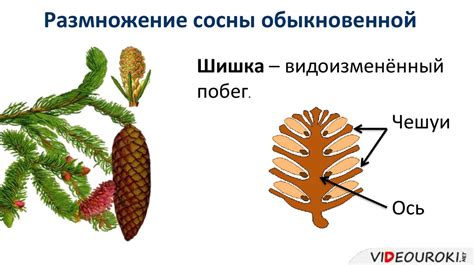 Размножение голосеменных растений презентация онлайн