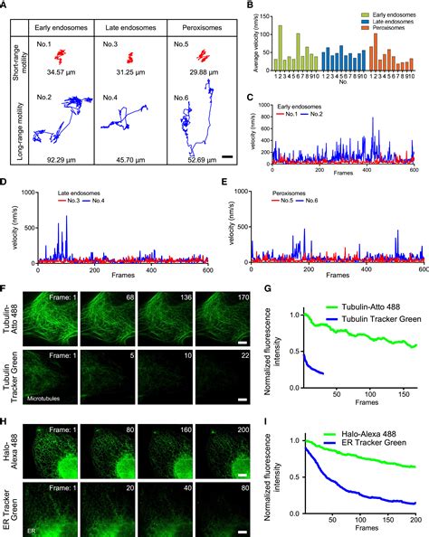 Cytosolic Delivery Of Cell Impermeable Fluorescent Probes By Mixtures