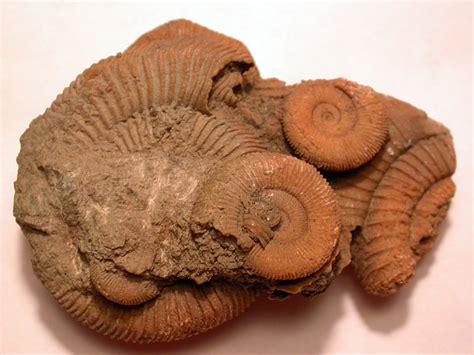 Ammonite Fossil Wiki Fandom Powered By Wikia