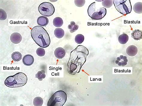 Reading Echinoderms Biology Ii Laboratory Manual
