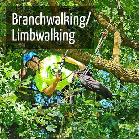 Basic Tree Climbing Techniques ClimbingArborist