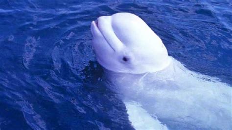 Talking Whale Named Noc Mimics Human Speech Video Beluga Whale