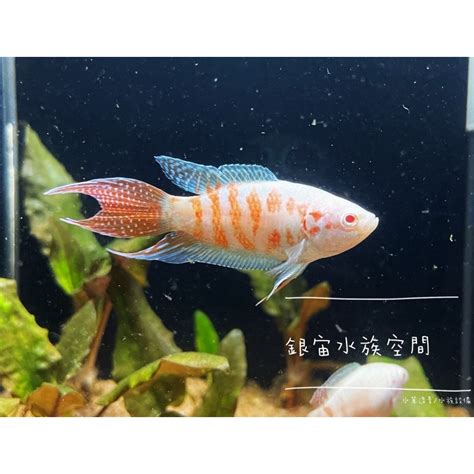 蓋斑鬥魚的價格推薦 2021年8月 比價比個夠BigGo