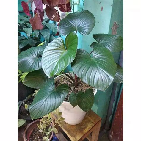 Jual Tanaman Hias Homalomena Homalomena Shopee Indonesia