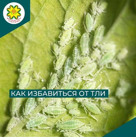 Тля обычай враг для множества дачников и садоводов Очень важно заметить нашествие данного