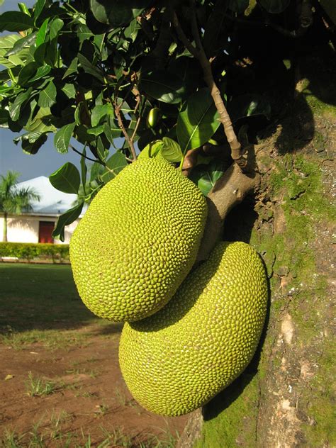 Jackfruit 과일 잭 프루트 Pixabay의 무료 사진 Pixabay