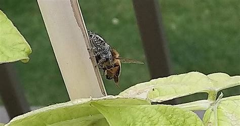 Spider Vs Bee Album On Imgur