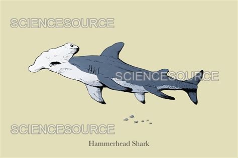 Hammerhead Shark Diagram Safari Ltd Hammerhead Shark