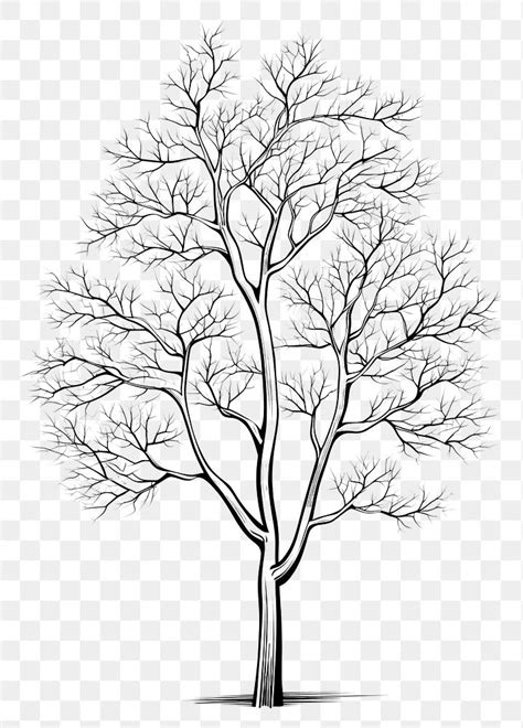 PNG Tree Sketch Drawing White Free PNG Rawpixel