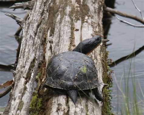 Blandings Turtle