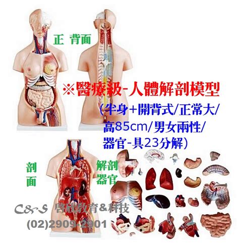 模型 人體器官骨骼 啟欣教育用品股份有限公司