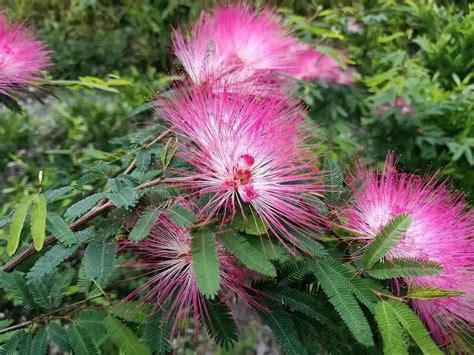 药材名称—合欢