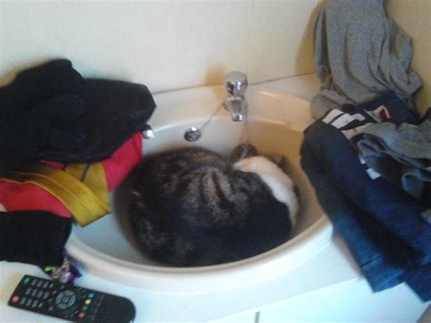 Loki And His Sink By Reiayanami29 On Deviantart