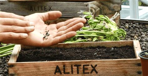 Expert Seed Sowing Tips Alitex