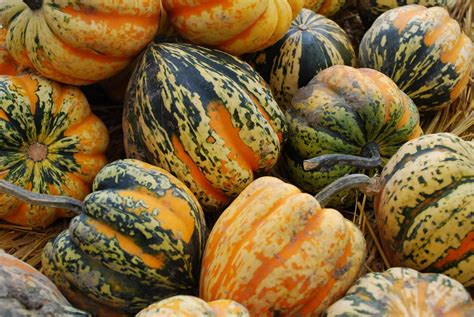Acorn Squash Goodale Farms