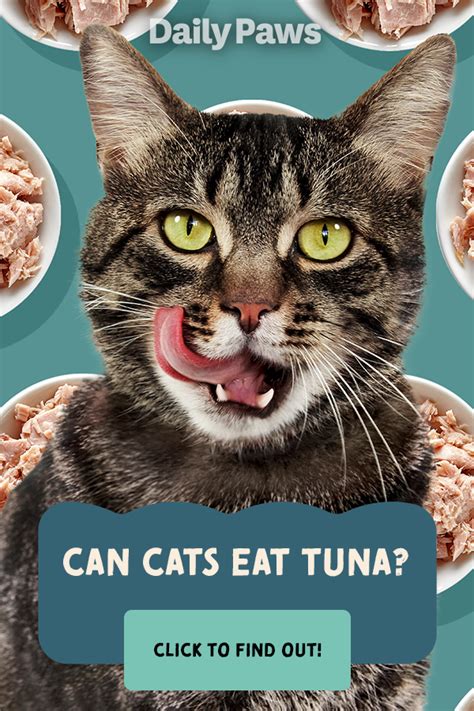 What Human Foods Can Cats Eat Artofit