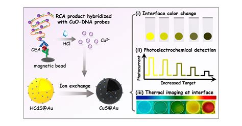 Biometric Photoelectrochemical Visual Multimodal Biosensor Based On 3d Hollow Hcds Au