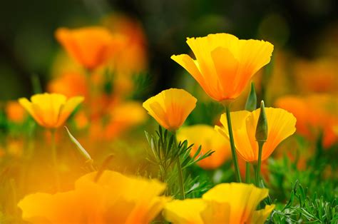 15 Best Flower Wallpaper 4k Ultra Hd You Can Download It Free
