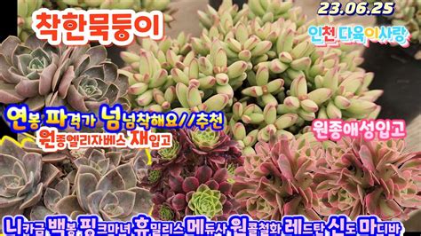 인천다육이사랑3묵둥이원종애성백봉연봉신도휴밀리스러우줄리아철화석연화마디바니카금핑크마녀레드탄짧은잎적성레몬로즈금원종엘리자베스 Youtube