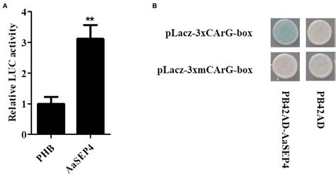Frontiers Mads Box Gene Aasep4 Promotes Artemisinin Biosynthesis In