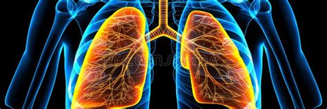 Common Respiratory Infections Pneumonia Bronchitis Tuberculosis Affecting Lungs Stock