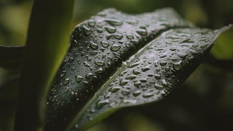 Wallpaper Id 542 Leaf Drops Water Plant 4k Free Download