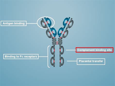 Immunoglobulins Structure And Function Immunoglobulins Definition