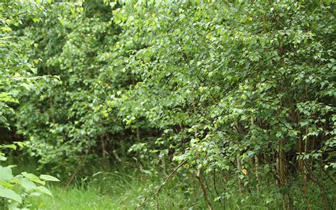 Team SWORD trägt PenCott Greenzone