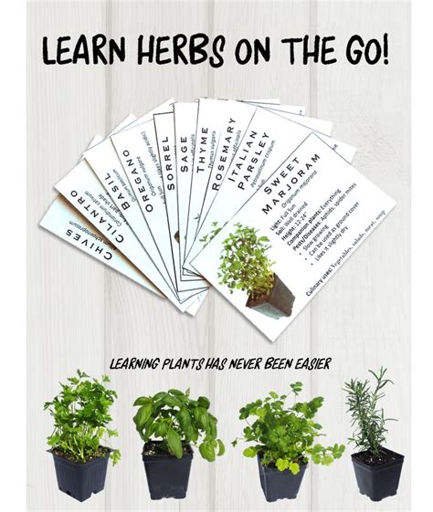 Portable Herb Flashcards Learn To Identify Herbs Herbs For Beginners