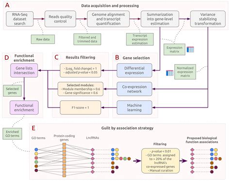 Transcriptomic Analysis Of Long Non Coding Rna During Candida Albicans