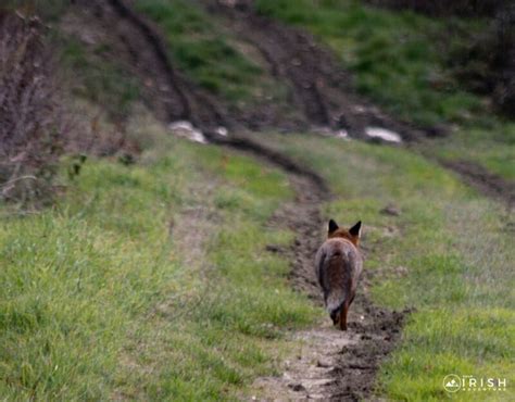 Howth Cliff Walk Complete Howth Hiking Guide Your Irish Adventure