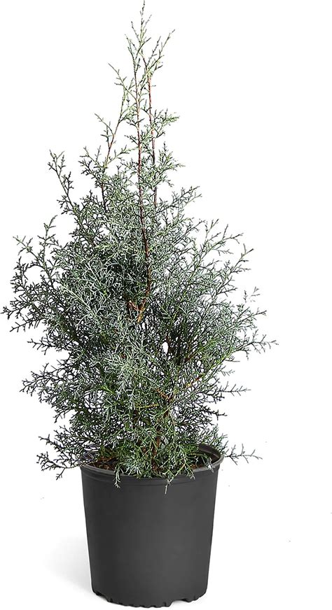 White Tip Cedar Cedrus Deodara Albospica 3 Year Live Plant Patio Lawn And Garden