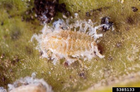 Aloe Vera Diseases And Pests Description Uses Propagation