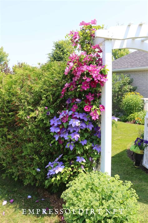 Tips For Choosing The Right Clematis Trellis