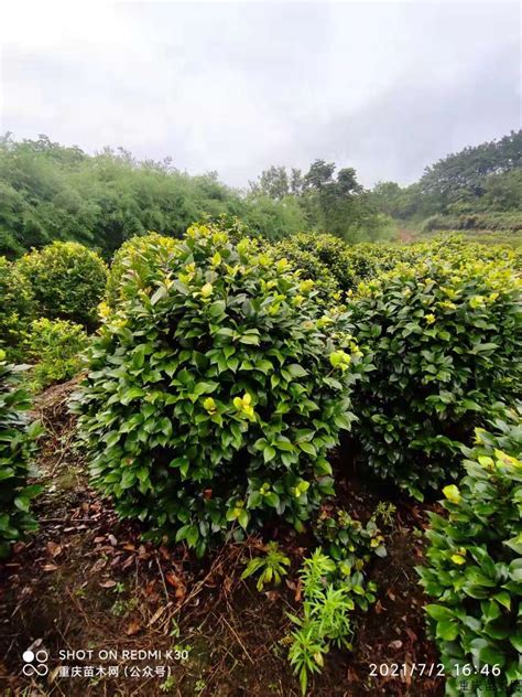重庆茶花 茶花基地 茶花批发每株20元