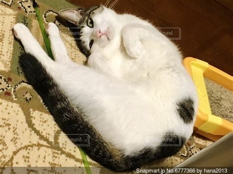 寝転んでこちらを見つめる猫の写真・画像素材 6777366 Snapmart（スナップマート）