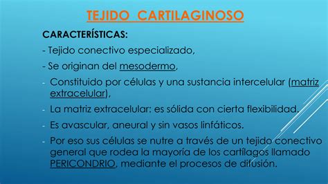 SOLUTION Embriolog A E Histolog A Tejido Cartilaginoso Y Tejido Seo