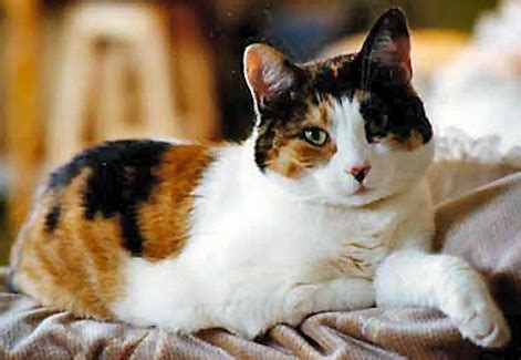 Gato Calicó Blanco Y Negro 🐾 Curiosidades Sobre Los Gatos Calicó