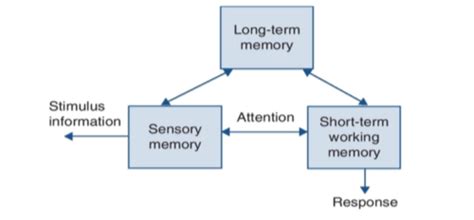 Developmental Final Ch7 Cognitive Development Information Processing Approaches Flashcards