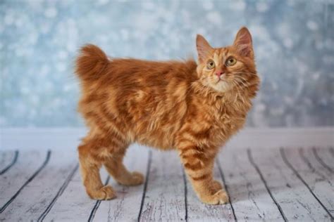 Mi GATO tiene la COLA ROTA Causas y qué hacer