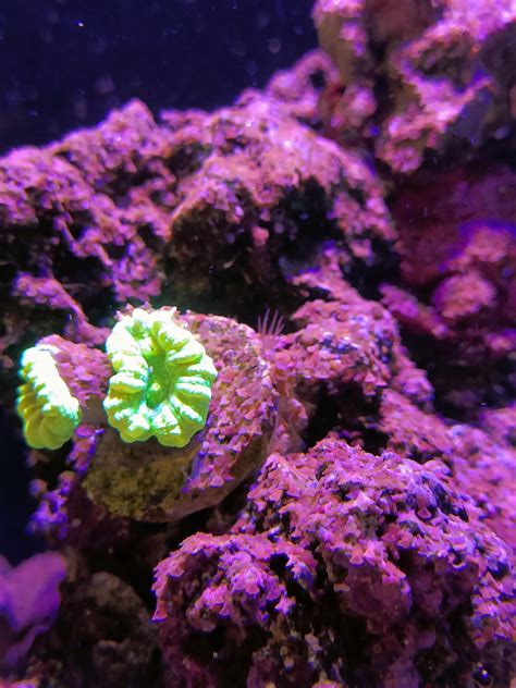 I Have This Many Flatworms R Reeftank