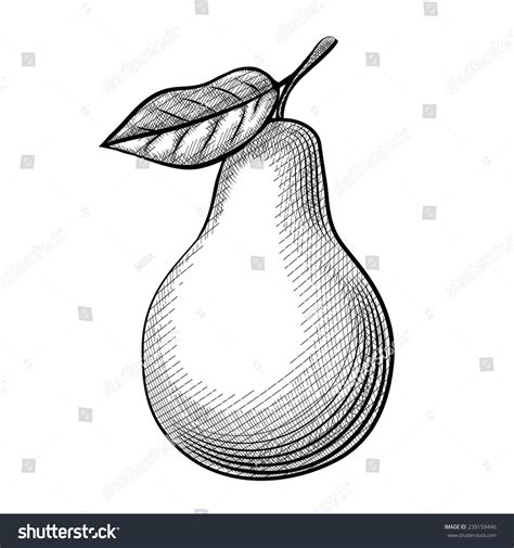 Etching Pear Wonderful Sketch Pears With Leaves On A White Background
